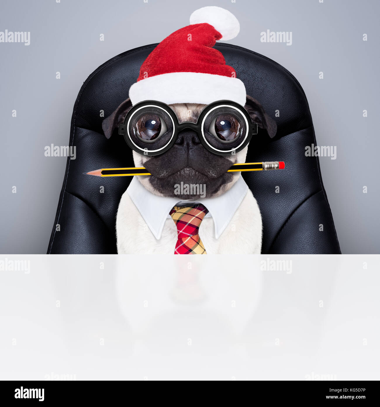 office businessman pug dog as boss and chef , busy and burnout ...