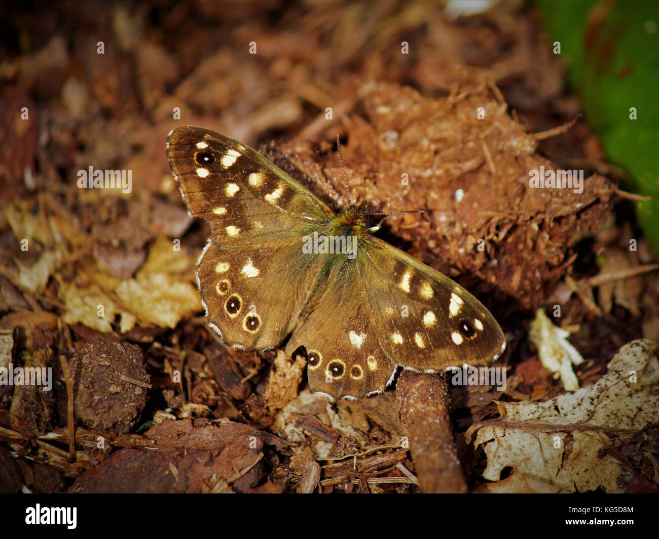 Bear butterfly hi-res stock photography and images - Alamy