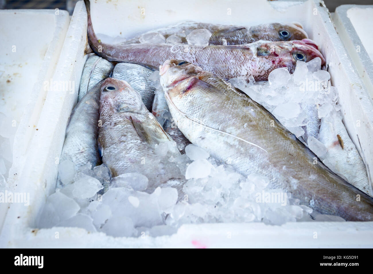 Fresh fish on ice in a box made of Styrofoam at supermarket for sale ...