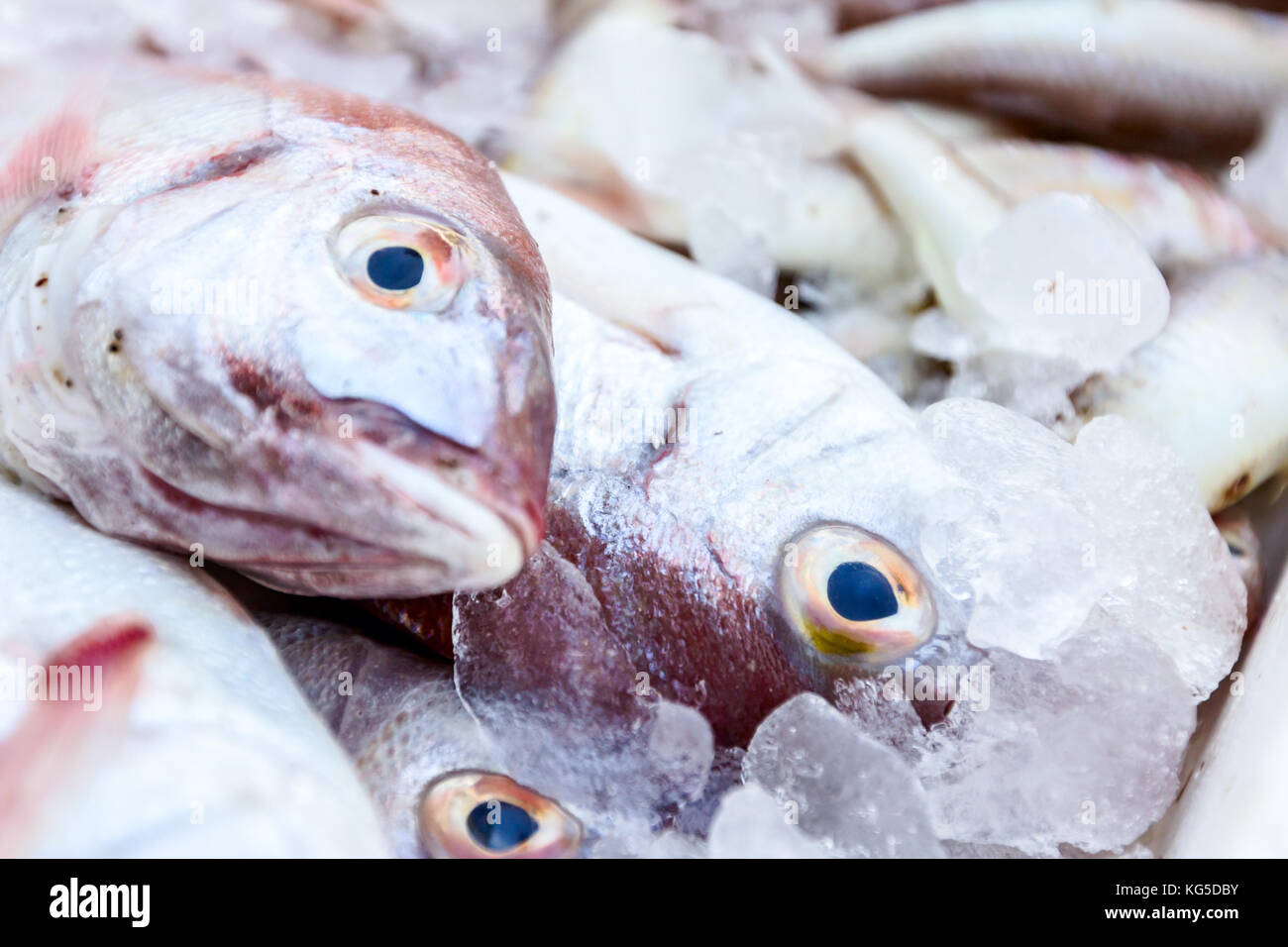 Fresh fish on ice in a box made of Styrofoam at supermarket for sale ...