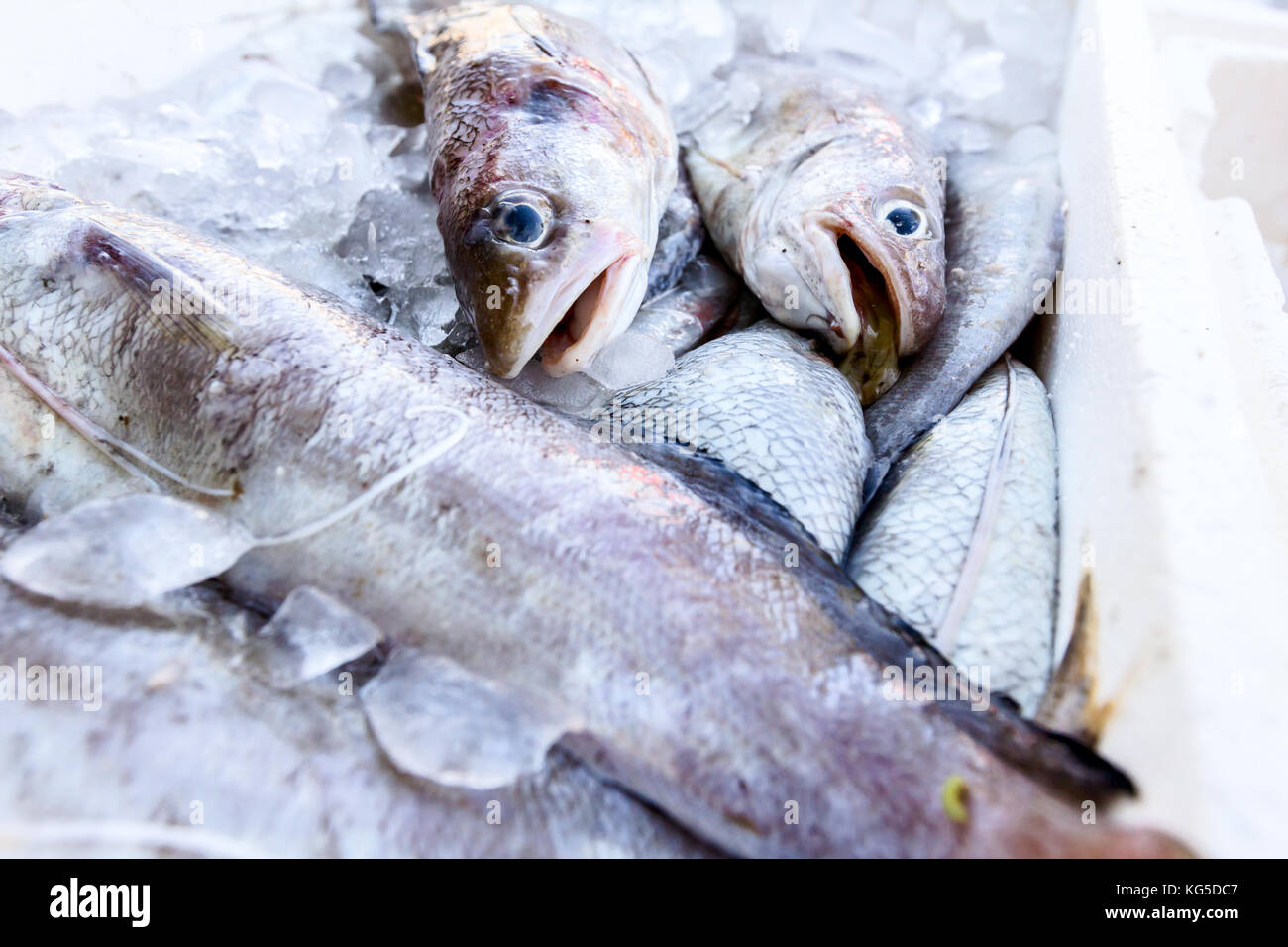 Fresh fish container sell box hi-res stock photography and images - Alamy