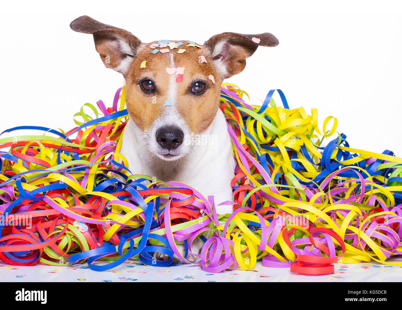 funny jack russell dog having fun and a party with serpentine streamers ...