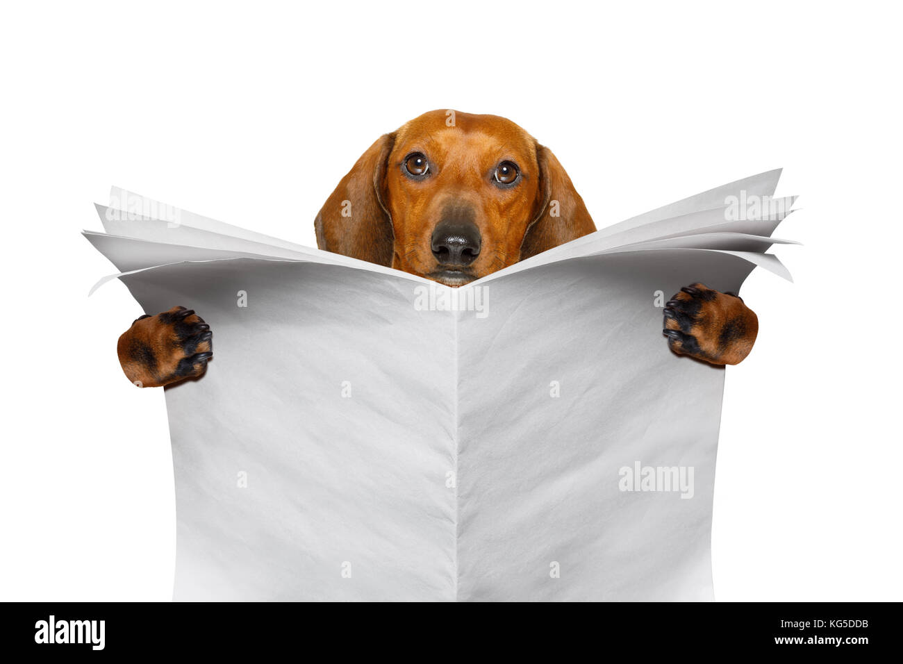 Dog Reading Magazine