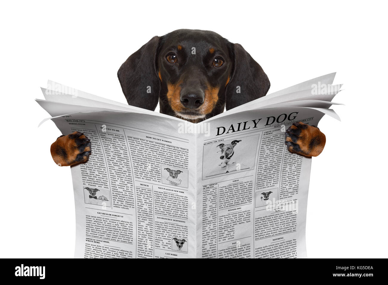 dachshund sausage dog reading a newspaper magazine , isolated on white ...