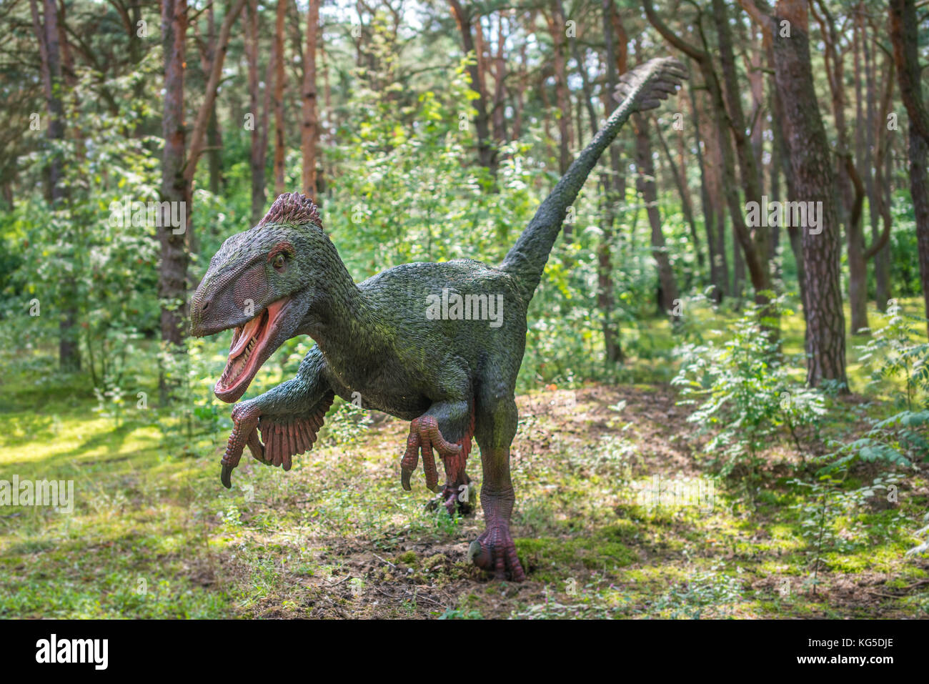 Solec Kujawski, Poland - August 2017 : Life sized Raptor dinosaur ...