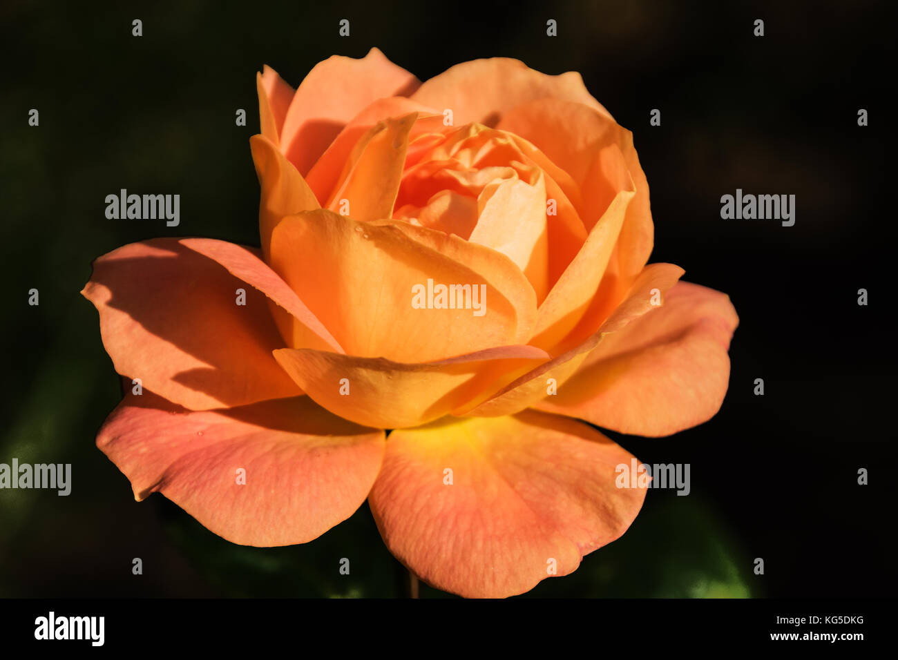 orange peach rose on black background Stock Photo - Alamy