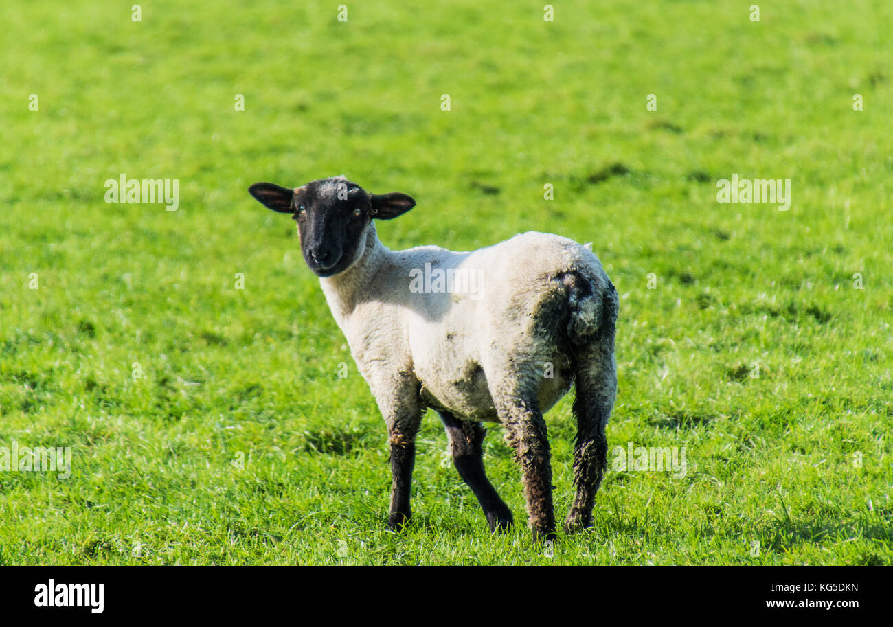 Lamb in a field Stock Photo - Alamy