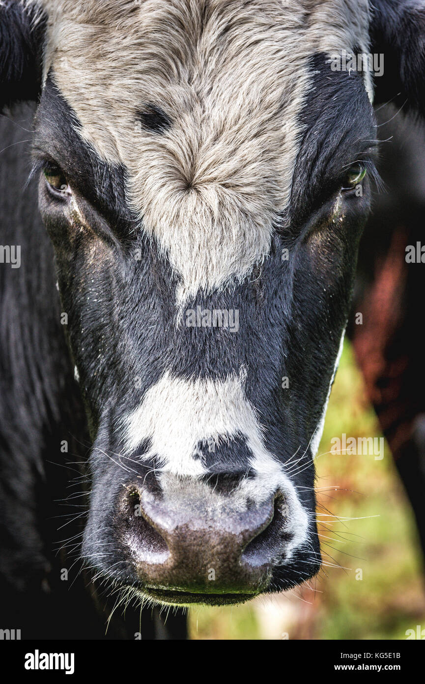 Cow staring hi-res stock photography and images - Alamy