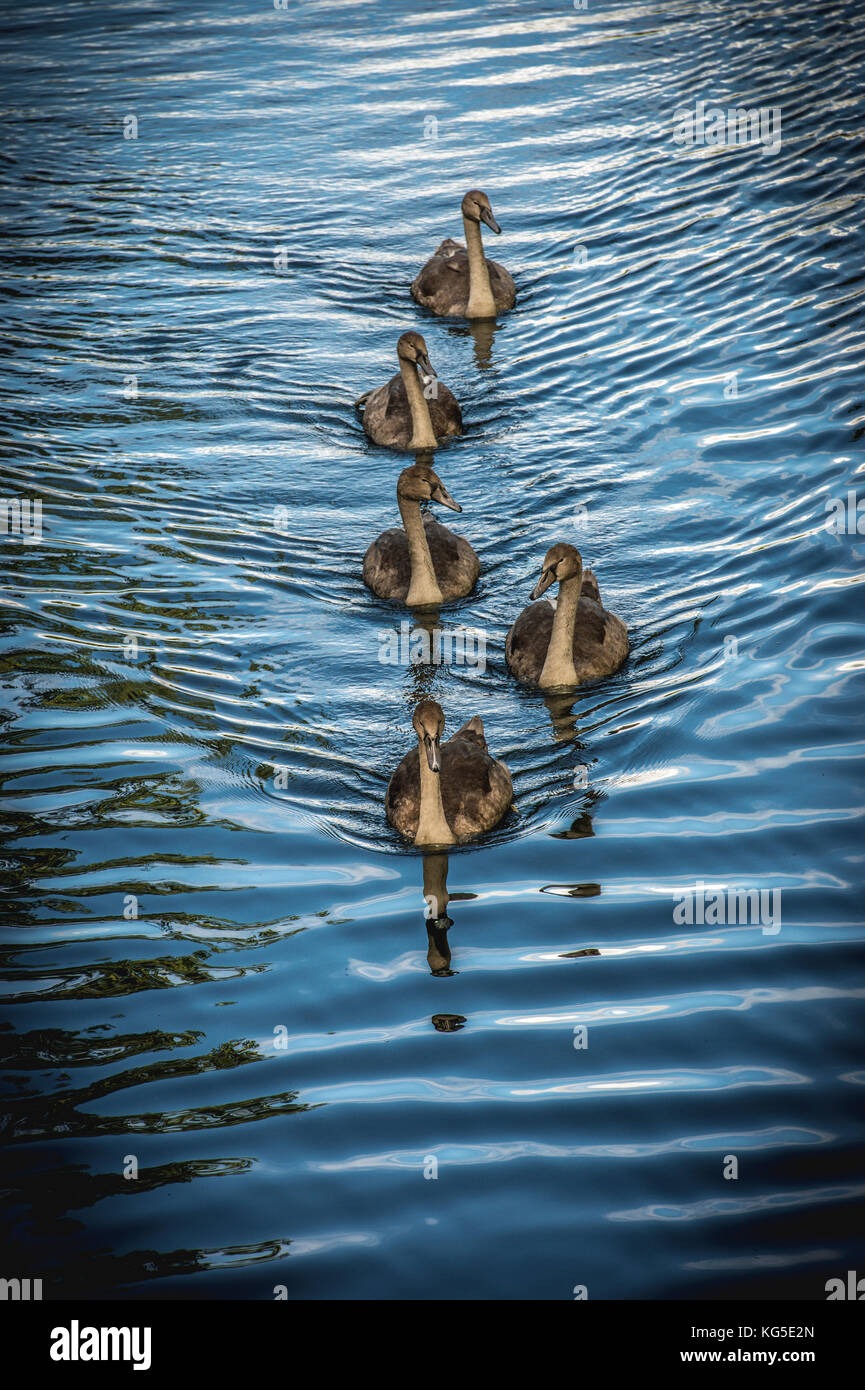 Group of 5 cygnets (juvenile Mute Swans) swimming in line towards the ...