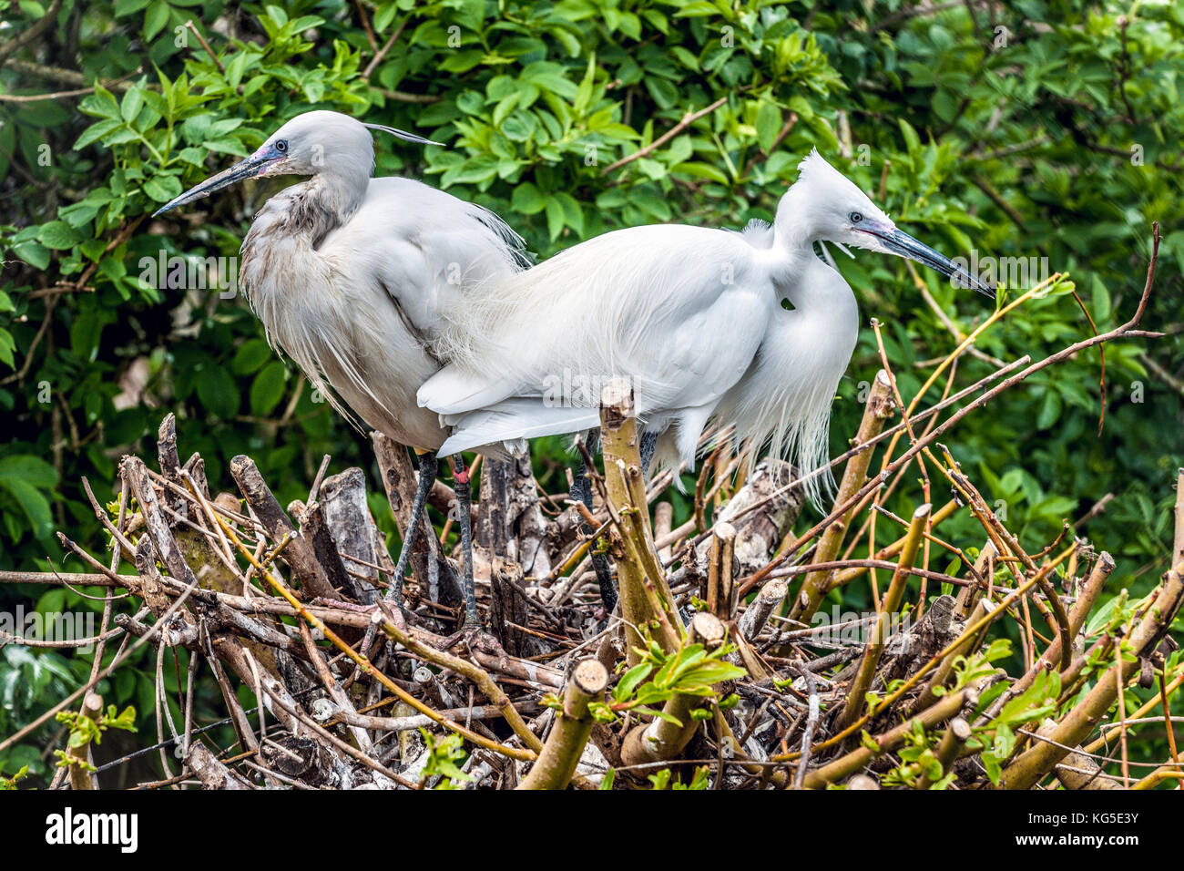 Nesting egrets hi-res stock photography and images - Alamy