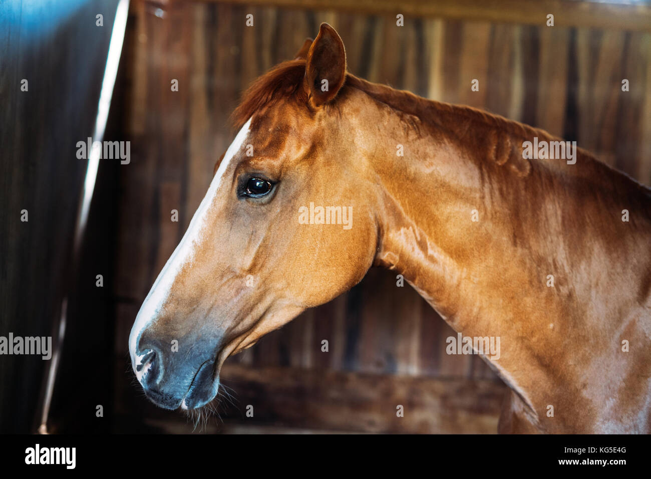 Portrait of isolated horse head standing in stable Stock Photo - Alamy