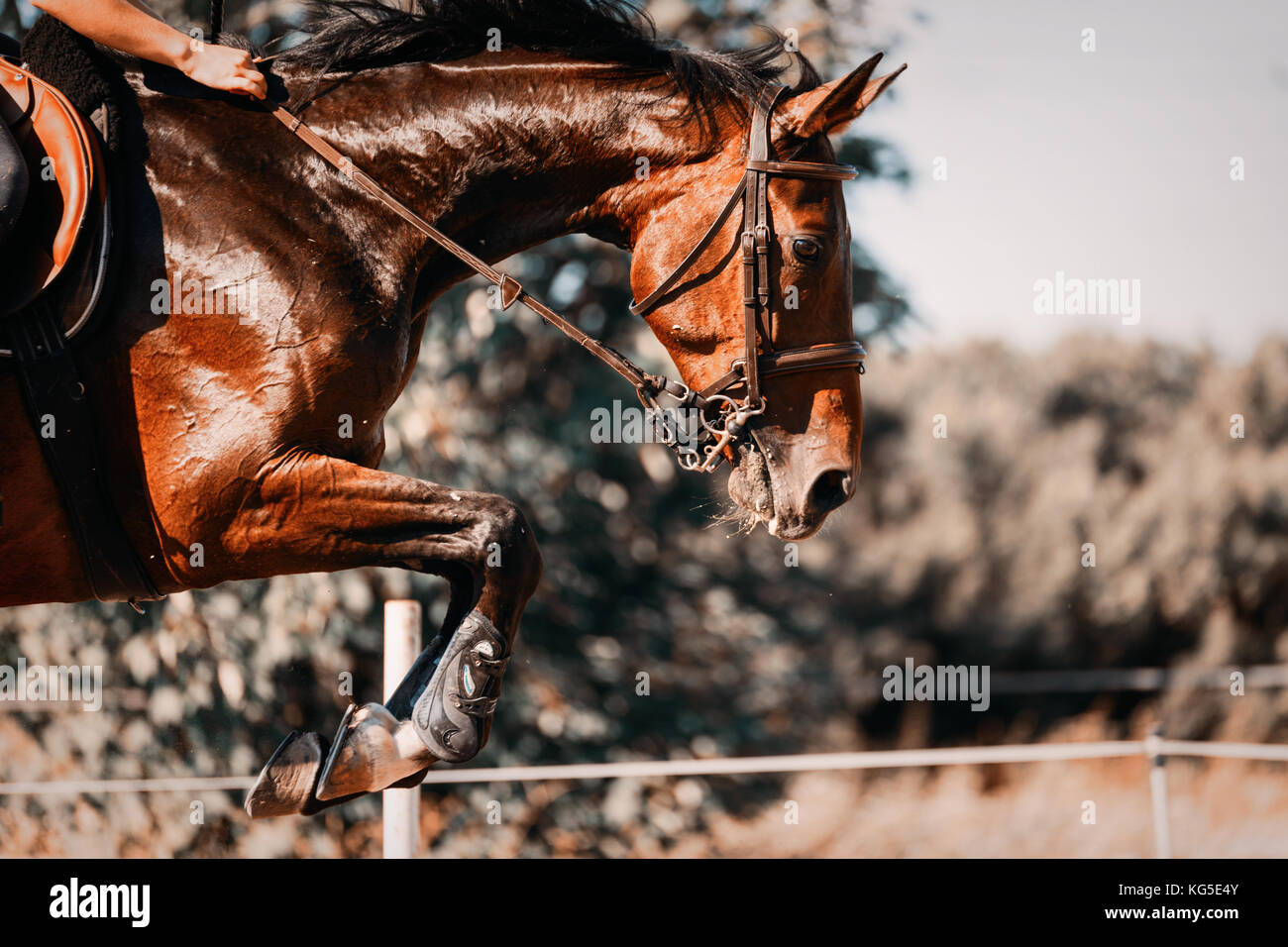 Picture of riding horse jumping over obstacle Stock Photo - Alamy