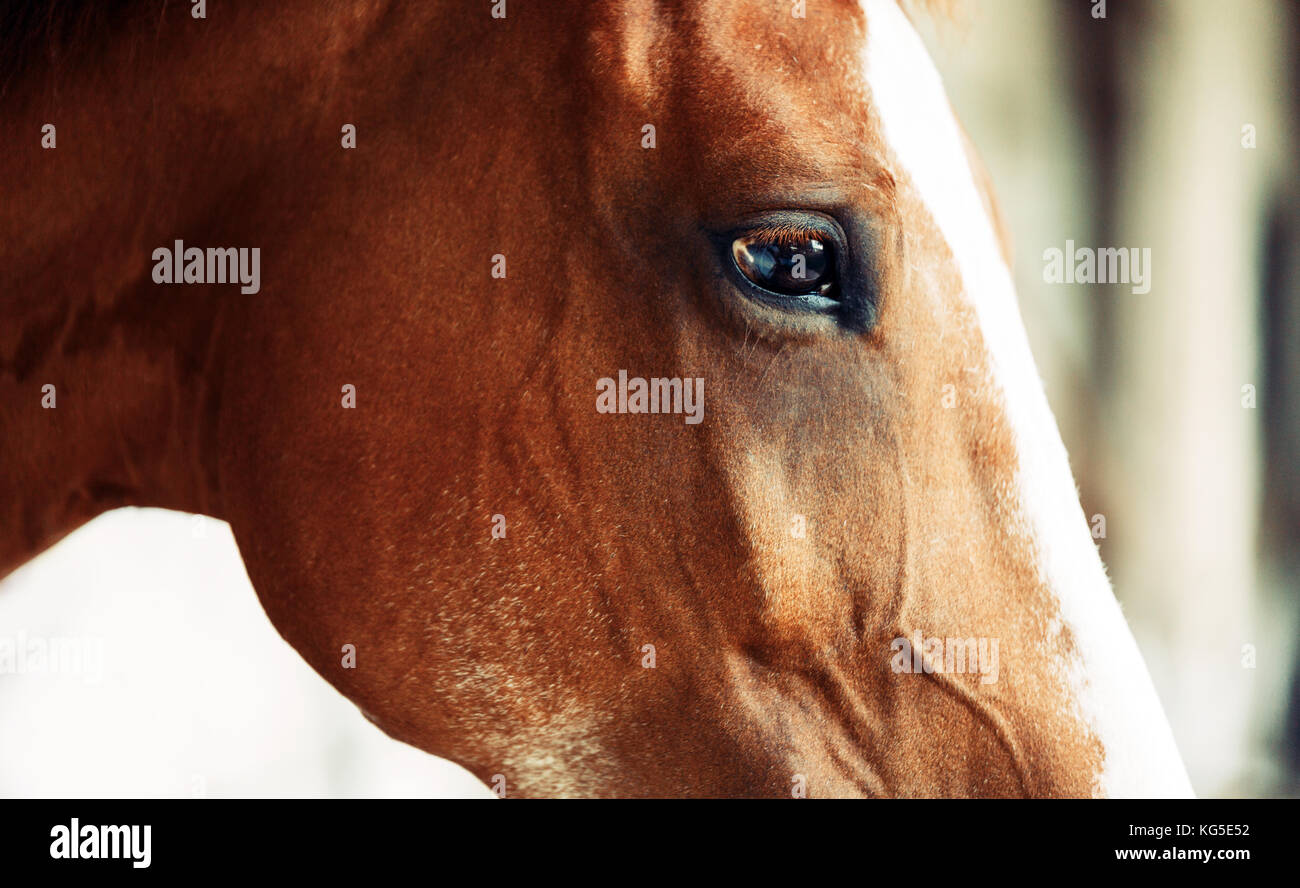 Horse head side view hi-res stock photography and images - Alamy