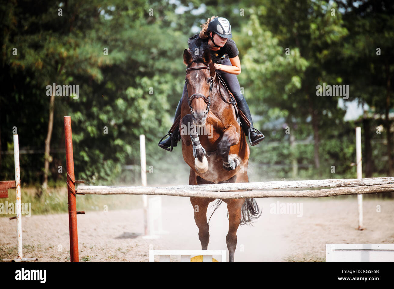 Young female jockey on horse leaping over hurdle Stock Photo - Alamy
