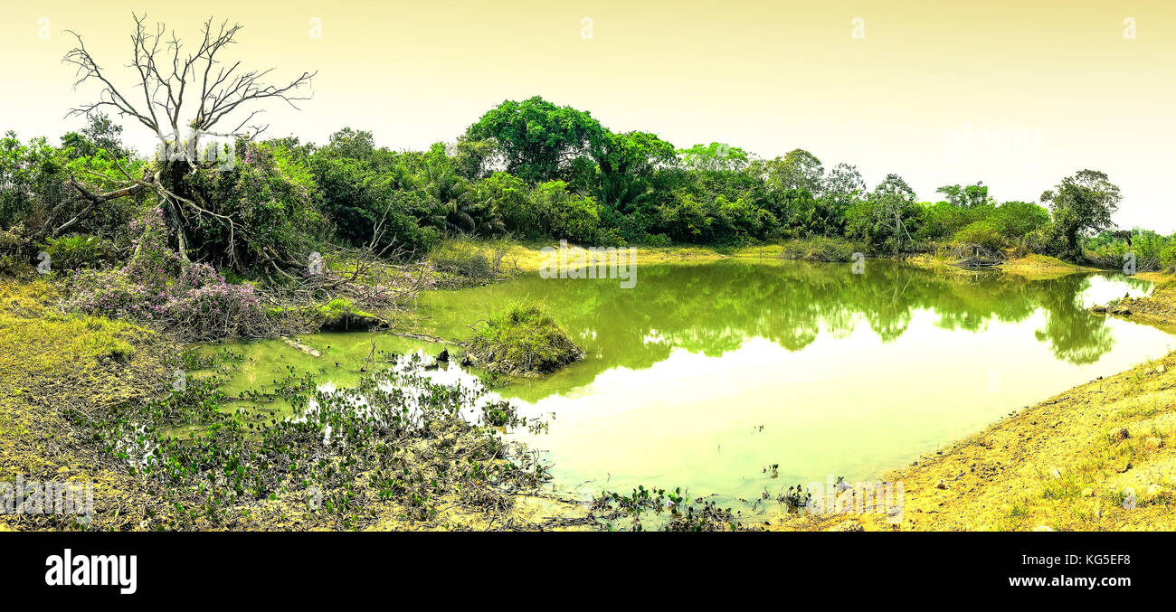 Pond of saline water known as Salinas do Pantanal. Pond surrounded by ...