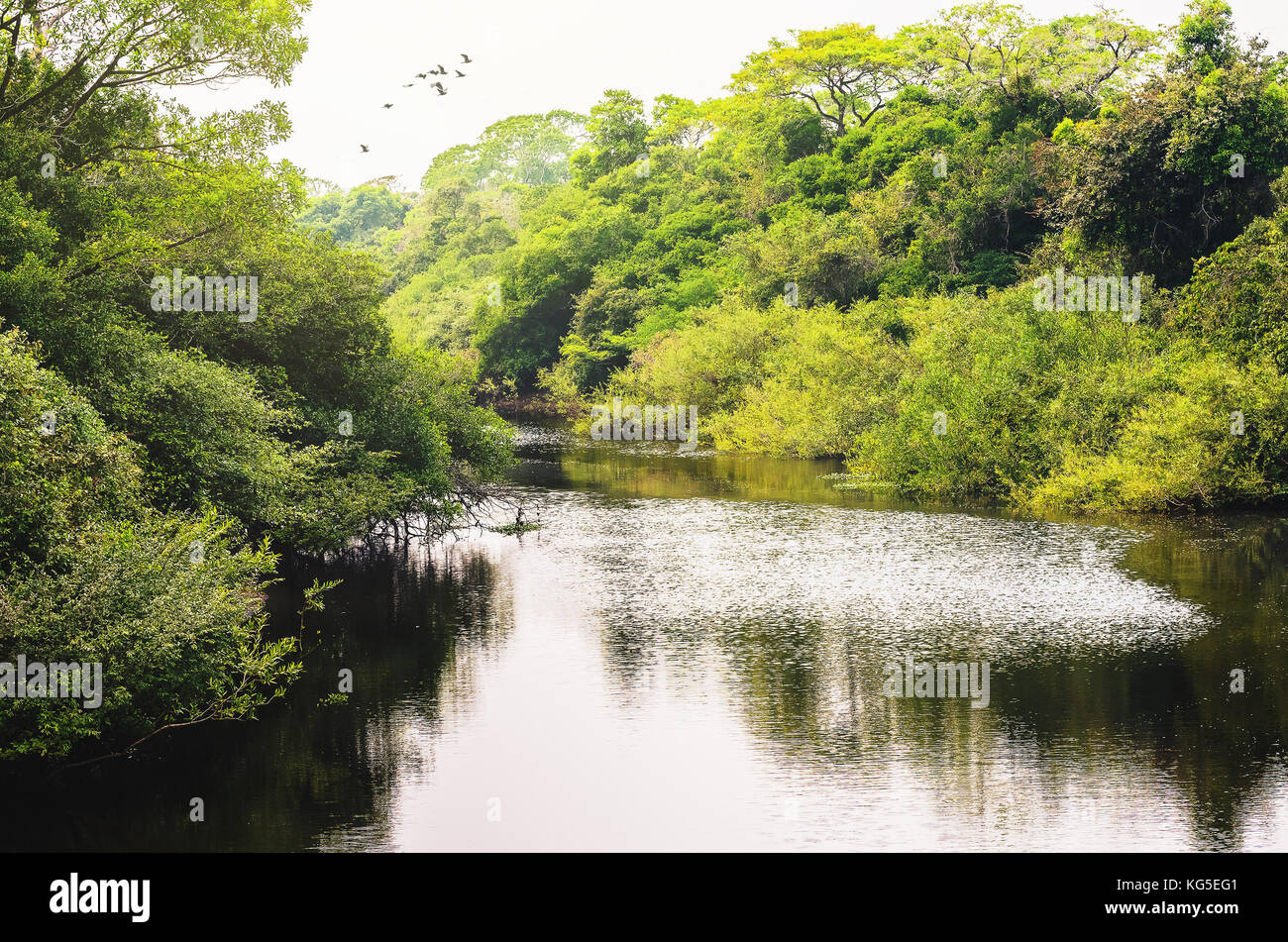 Pantanal flora hi-res stock photography and images - Alamy