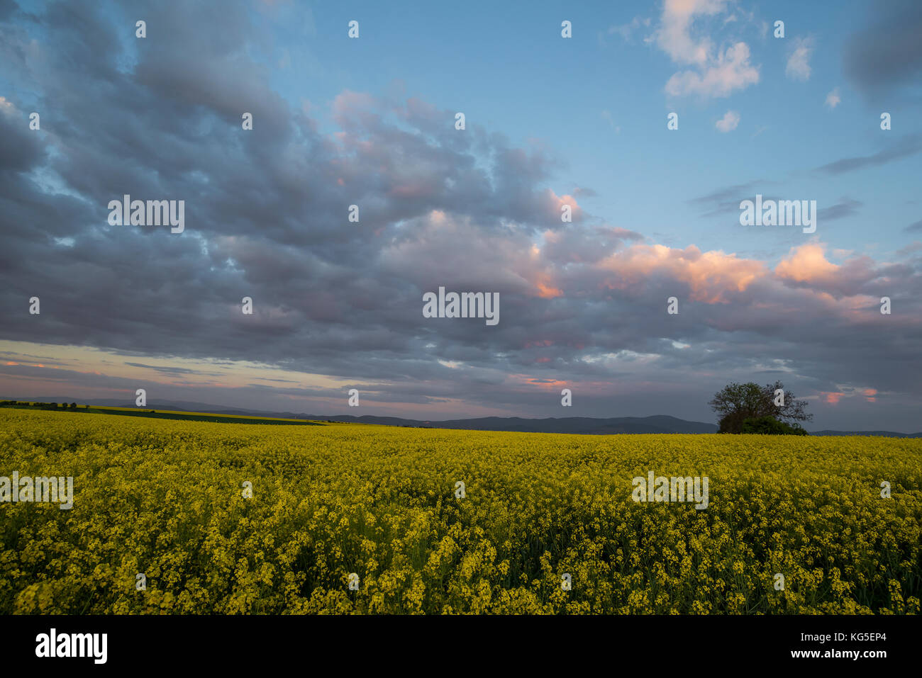Dark dramatic landscape stormy sky over field Stock Photo - Alamy