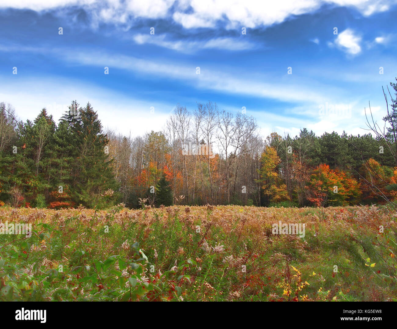 clearing in a forest in autumn Stock Photo - Alamy