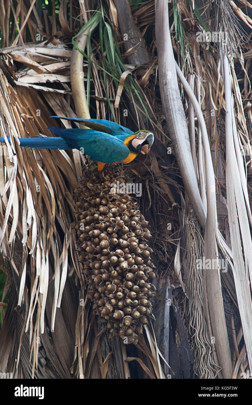 Ave neotropical hi-res stock photography and images - Alamy