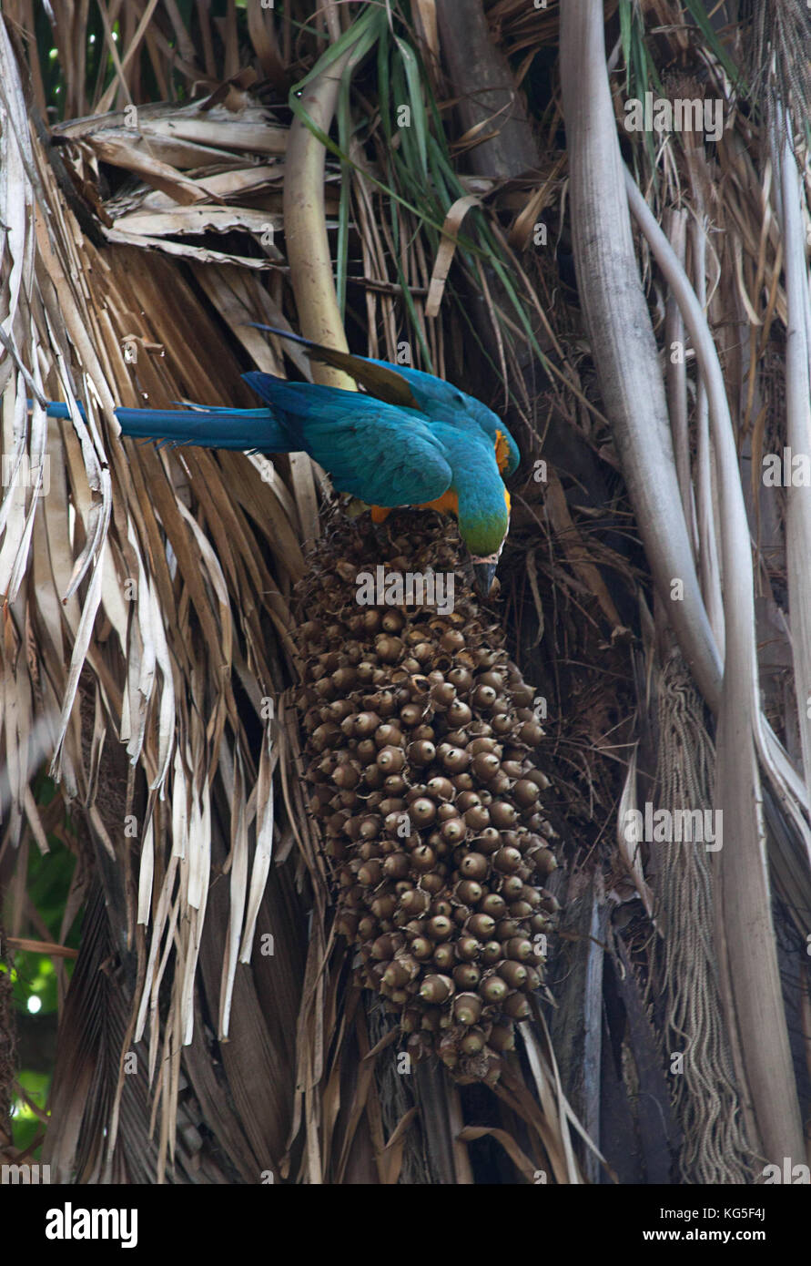 Many macaws hi-res stock photography and images - Alamy