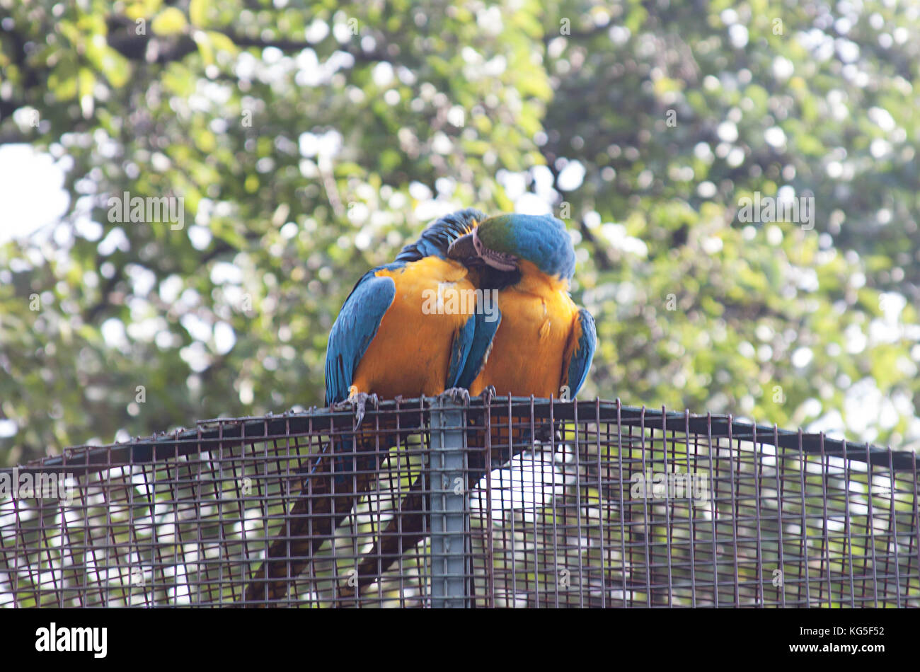 Many macaws hi-res stock photography and images - Alamy
