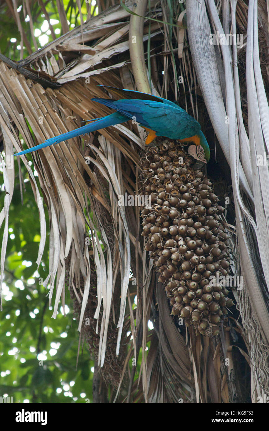 Many macaws hi-res stock photography and images - Alamy