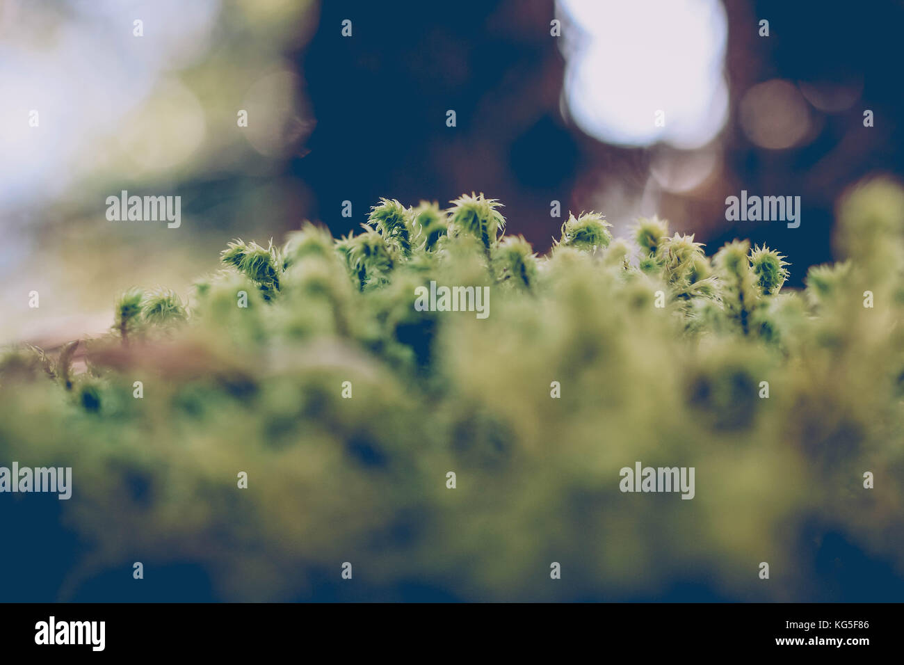 Moss, close up, detail Stock Photo - Alamy