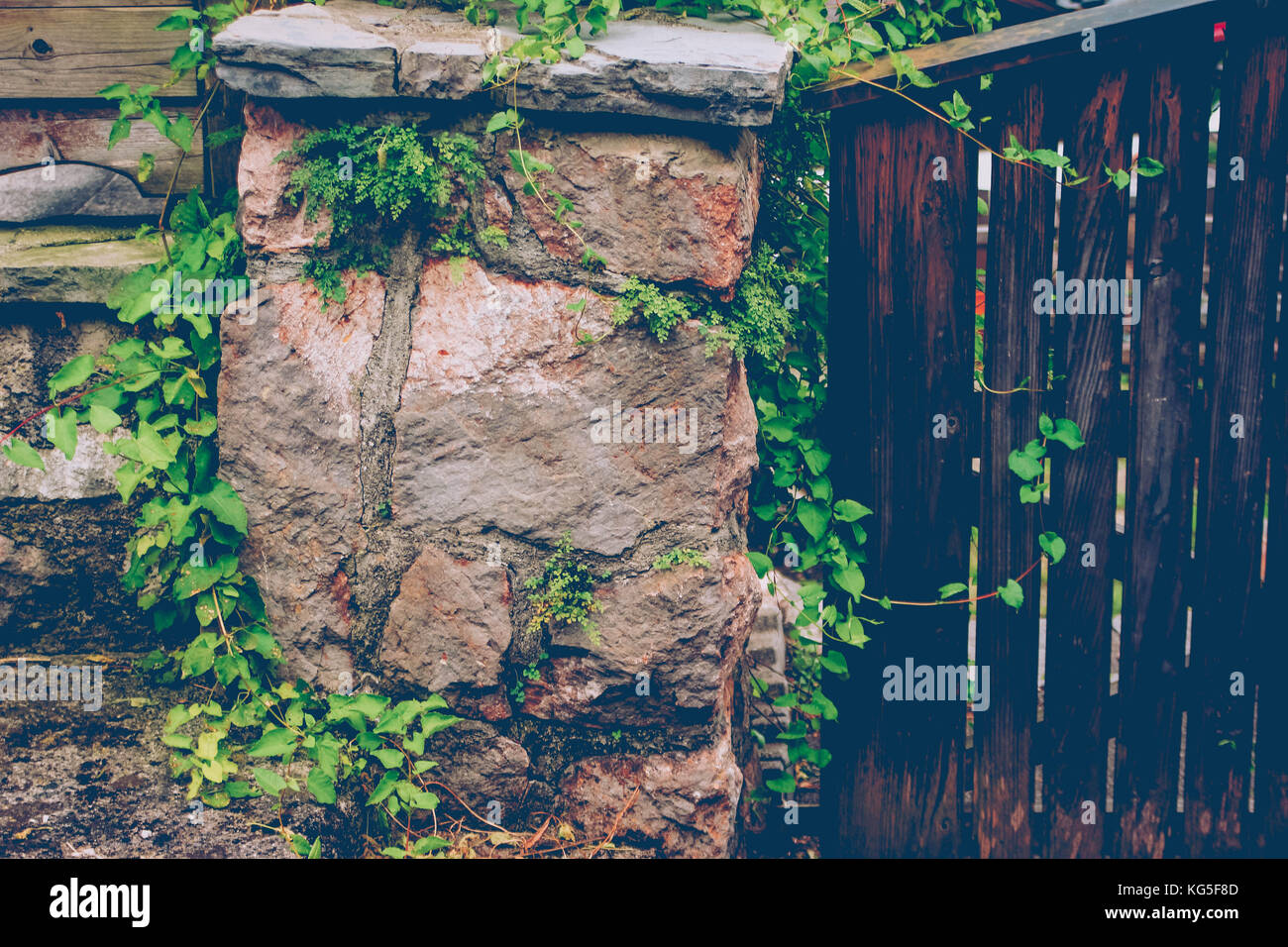 Gate, wall, plant, Russianvine Stock Photo - Alamy