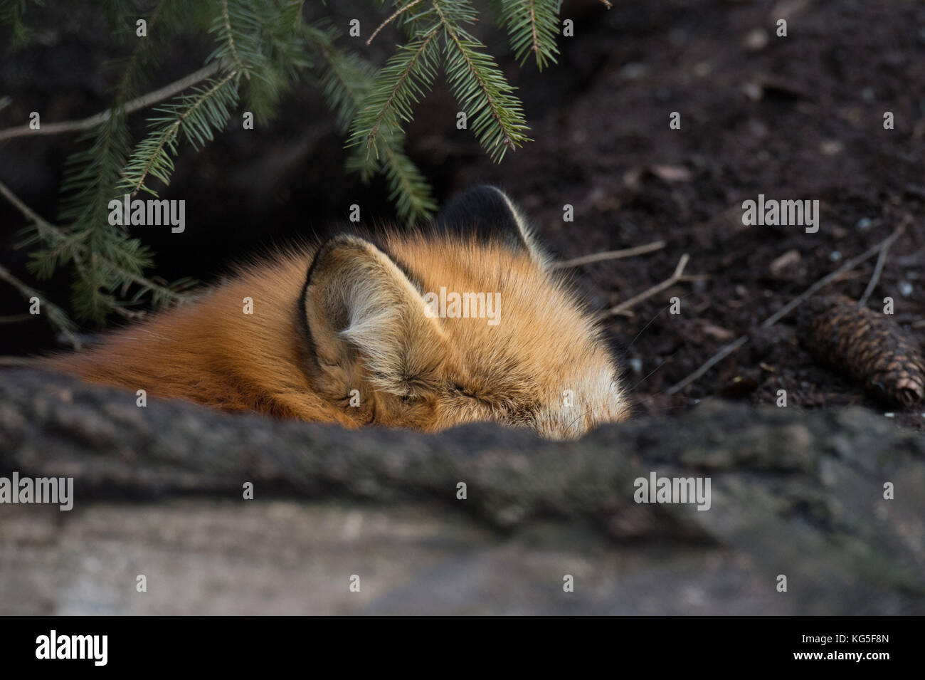 Red fox, Vulpes vulpes, detail Stock Photo - Alamy