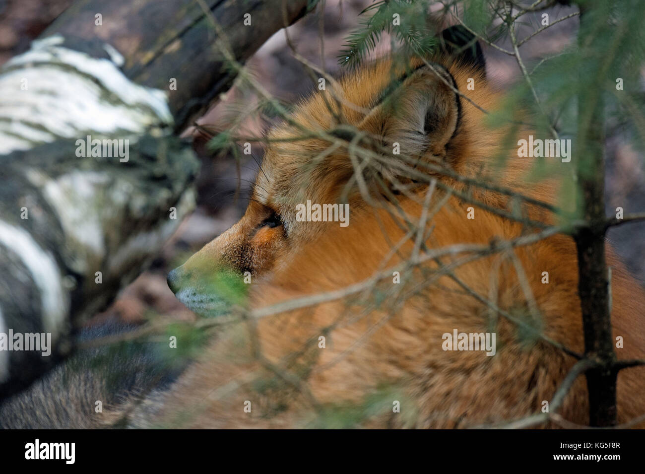 Red fox, Vulpes vulpes, detail Stock Photo - Alamy