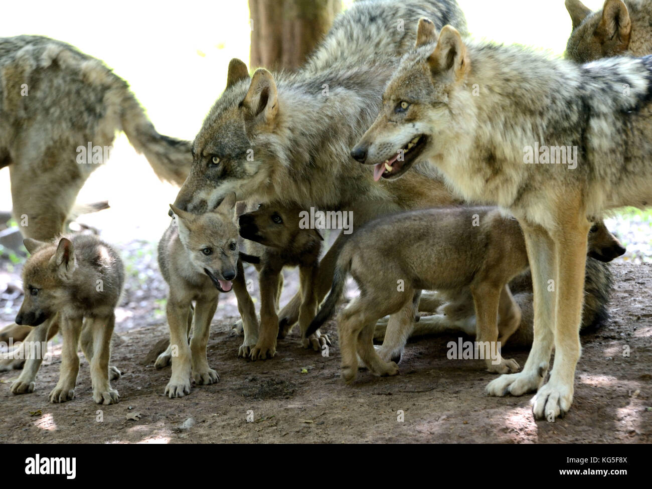 Grey Wolf Pack With Pups
