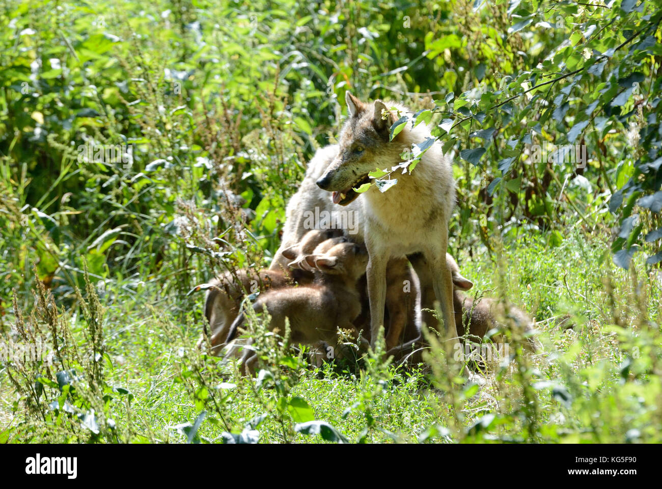 Female wolf, Canis lupus, suckles her young Stock Photo - Alamy