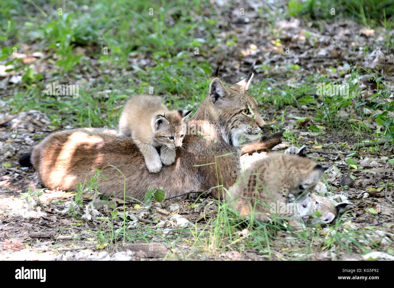 Eurasian lynx, Lynx lynx, young animals, lick off Stock Photo - Alamy
