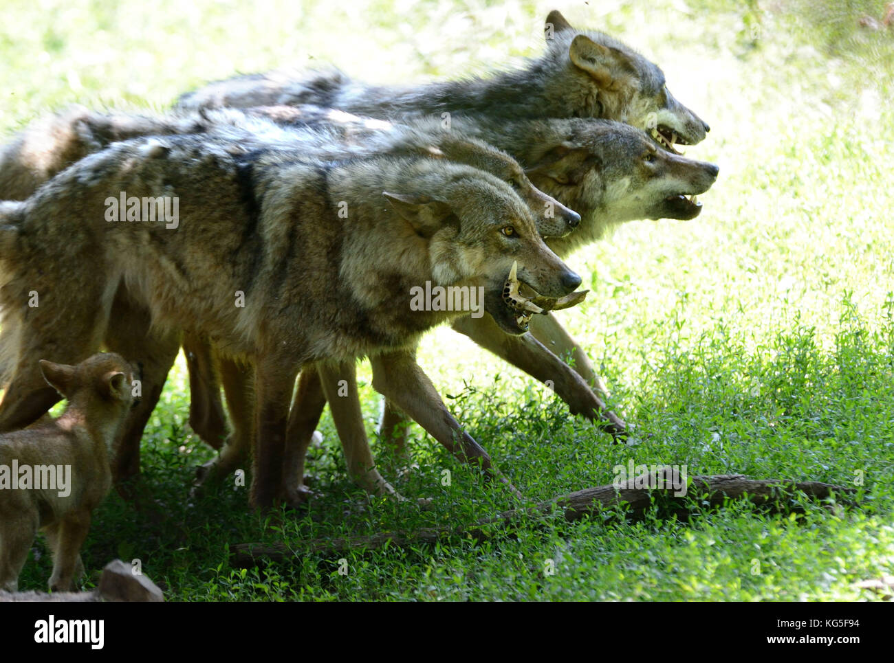 Wolves, Canis lupus, pack Stock Photo - Alamy