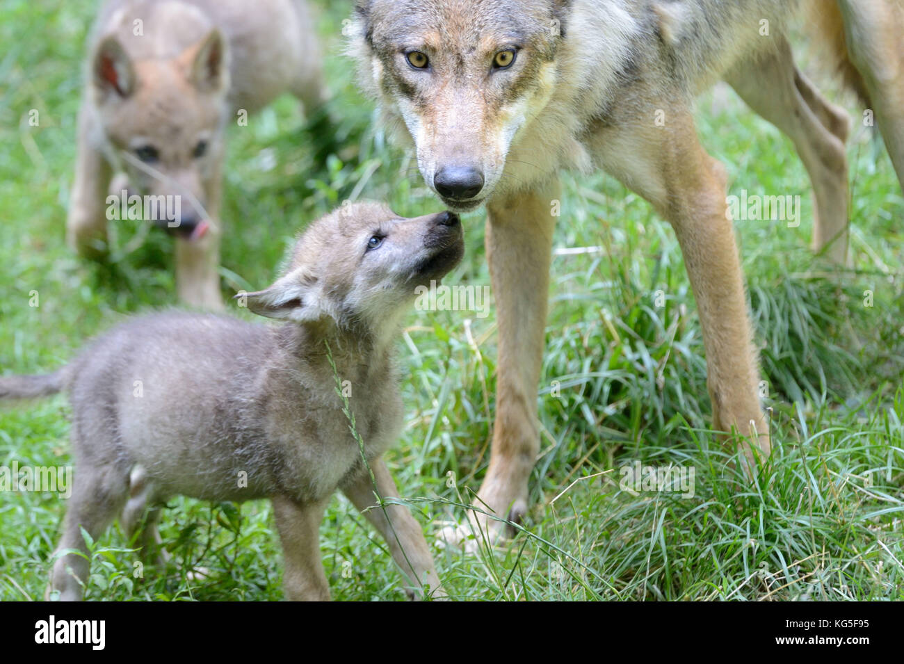 Wolves, Canis lupus, young animals, meadow Stock Photo - Alamy