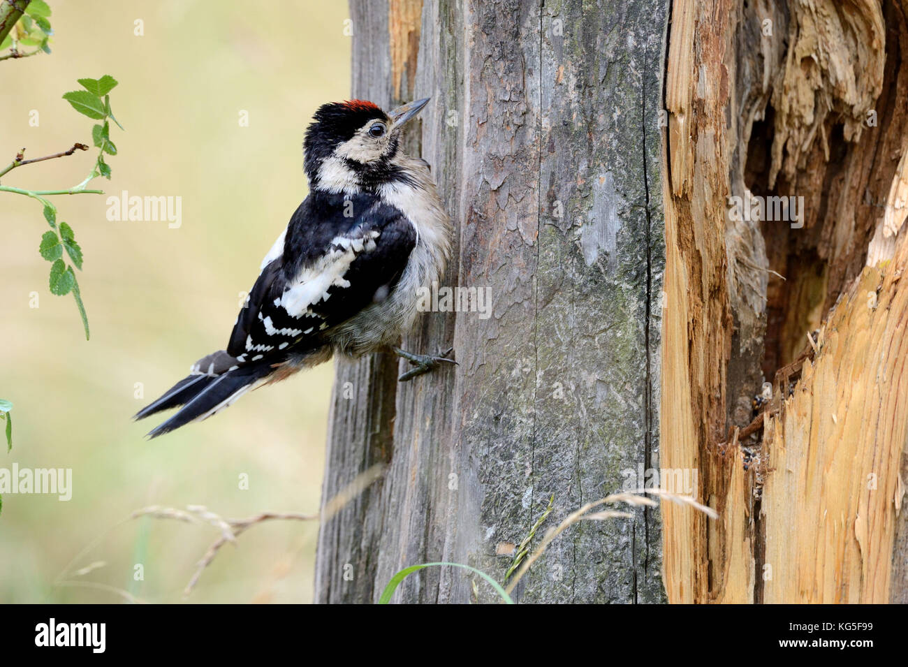 great woodpecker, Dendrocopos major Stock Photo - Alamy