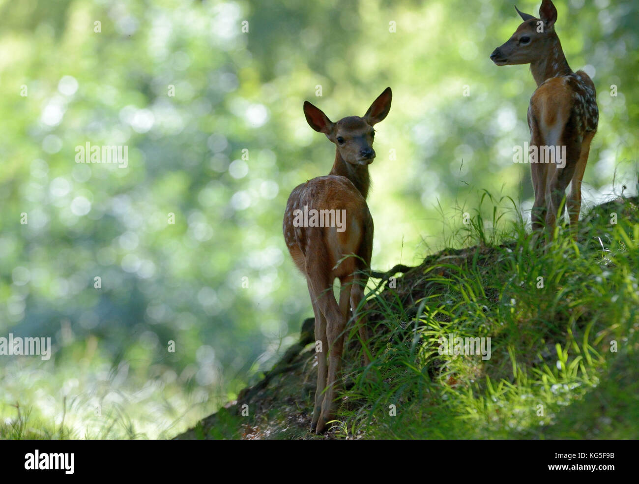 Red deer with fawns hi-res stock photography and images - Alamy
