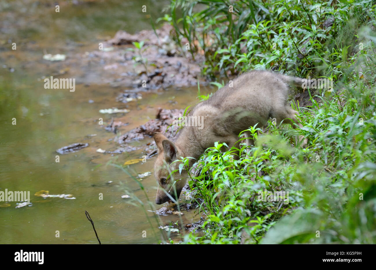 Animal watering hi-res stock photography and images - Alamy