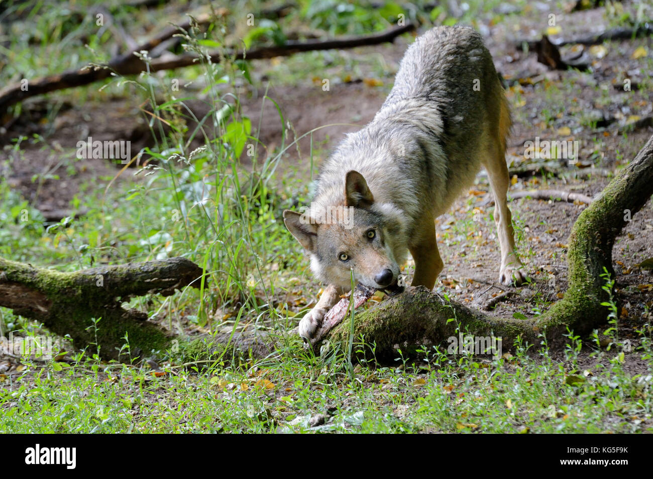 Predators bite hi-res stock photography and images - Alamy