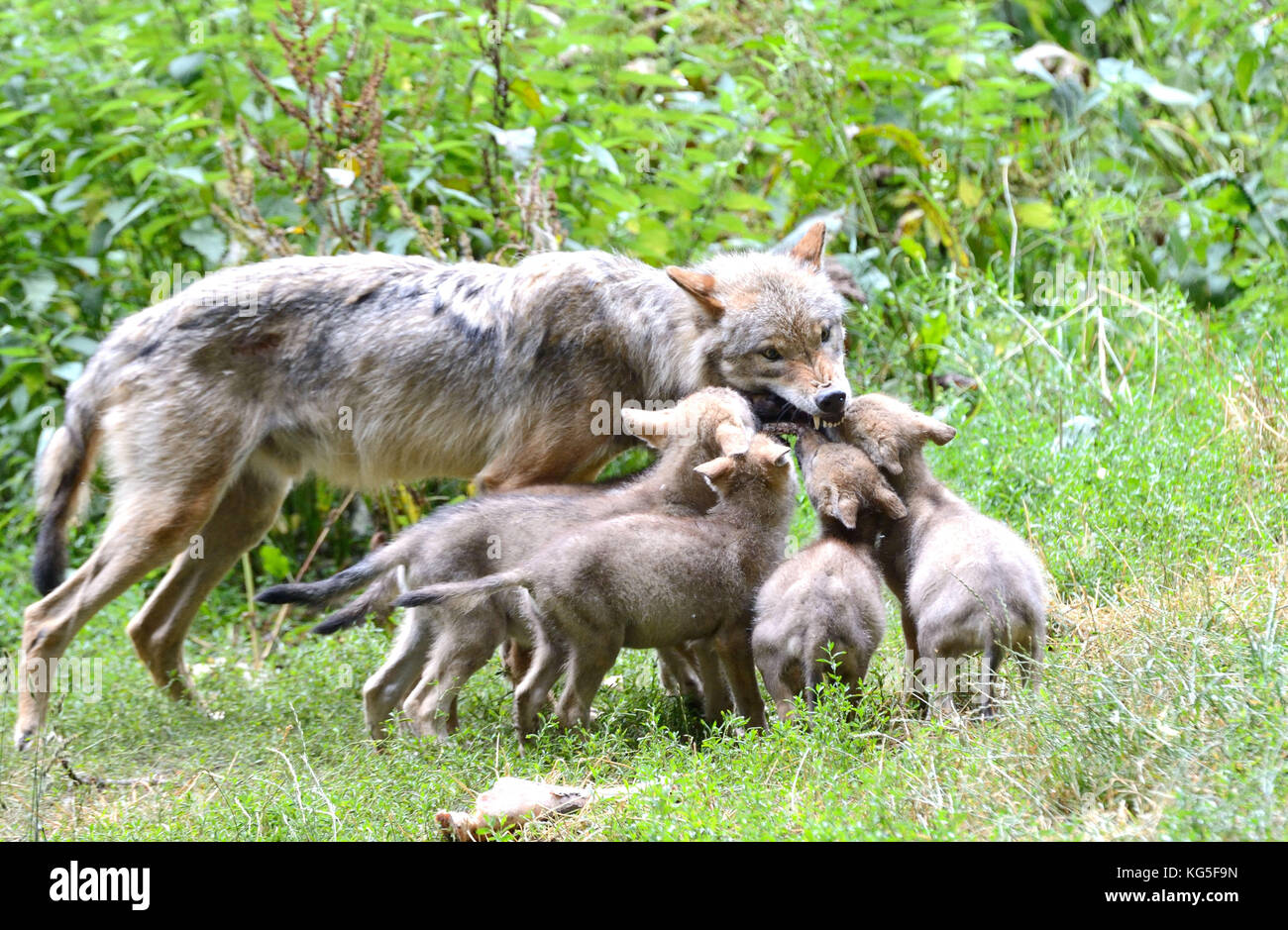 Wolves, Canis lupus, female wolf, young animals Stock Photo - Alamy