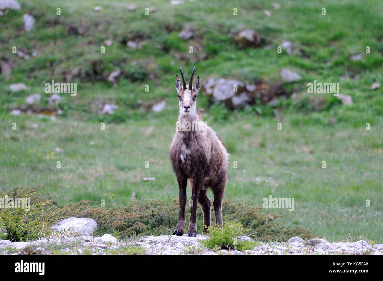 Chamois mountain goat hi-res stock photography and images - Alamy