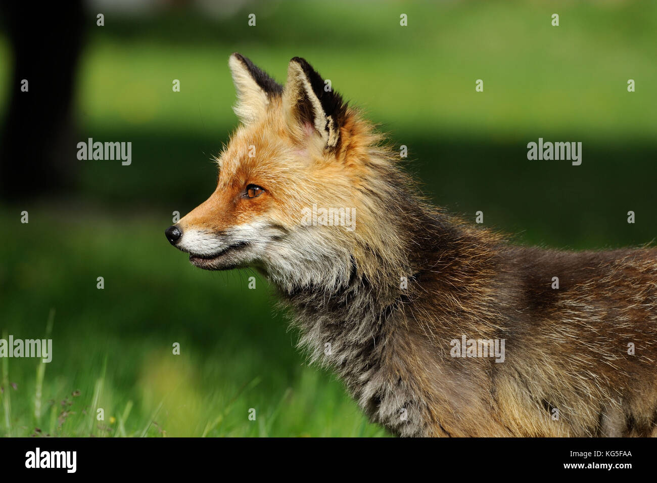 Side view of fox hi-res stock photography and images - Alamy
