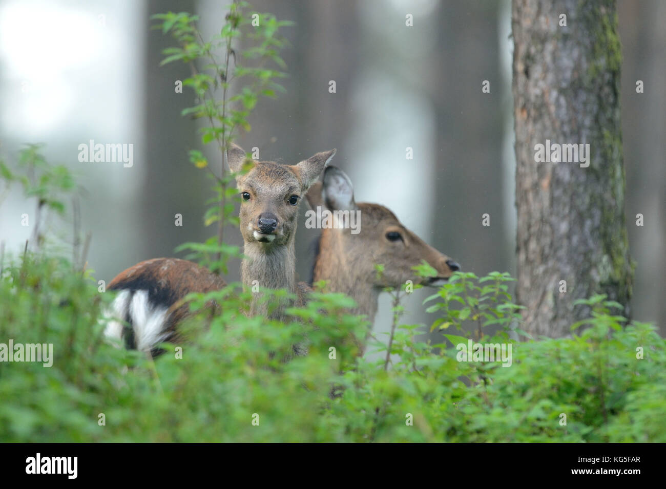 Japanese forest animals hi-res stock photography and images - Alamy