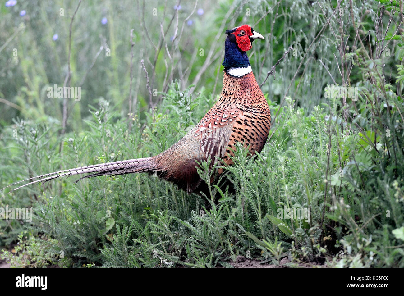 Pheasant, Phasianus colchicus mongolicus, grass, shrubs Stock Photo - Alamy