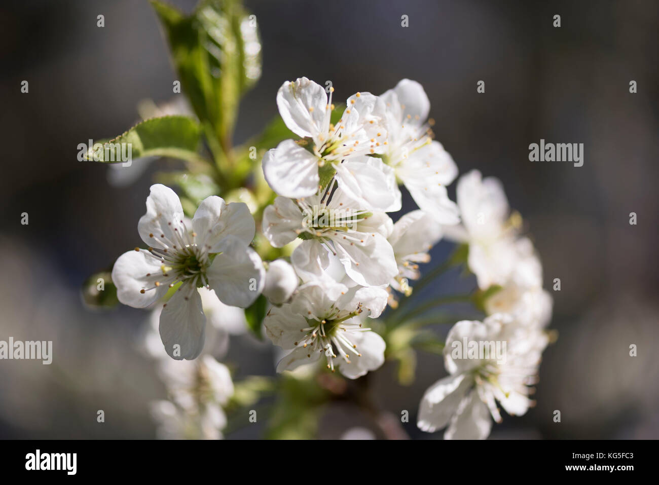 Cherry flower, cherry tree, spring Stock Photo - Alamy