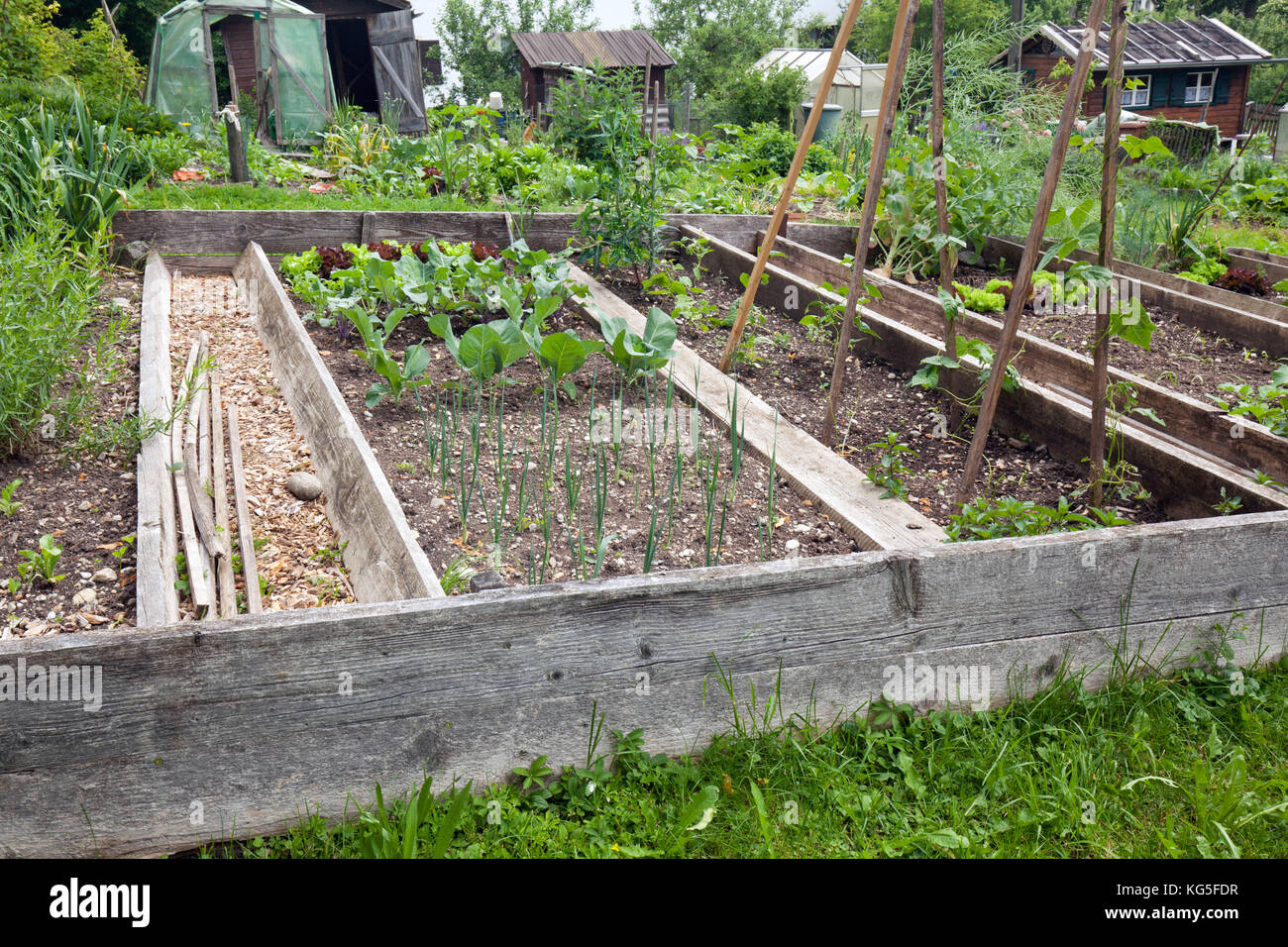 Vegetable garden with different patches Stock Photo - Alamy