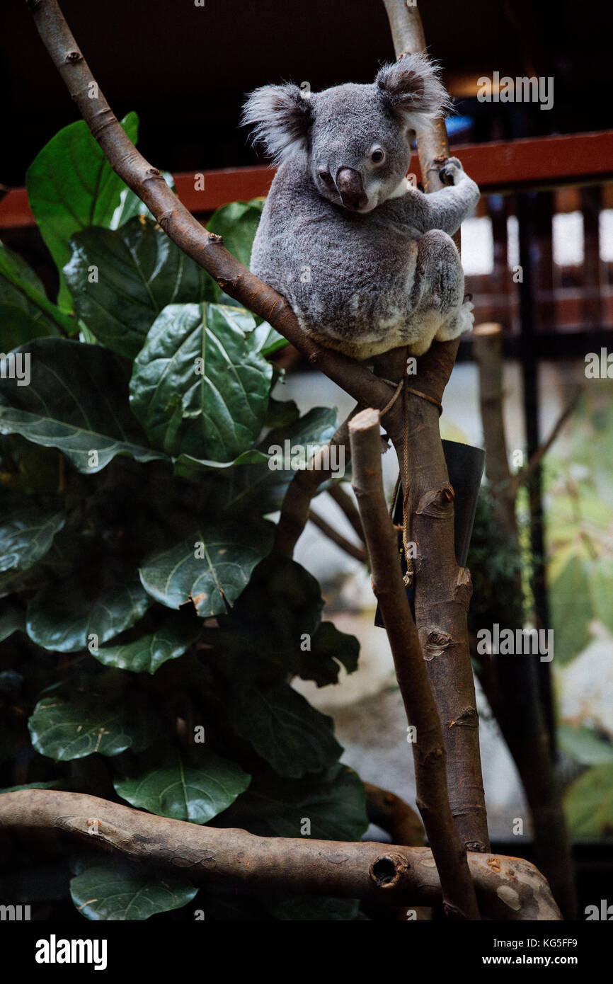 Koala on the tree hi-res stock photography and images - Alamy
