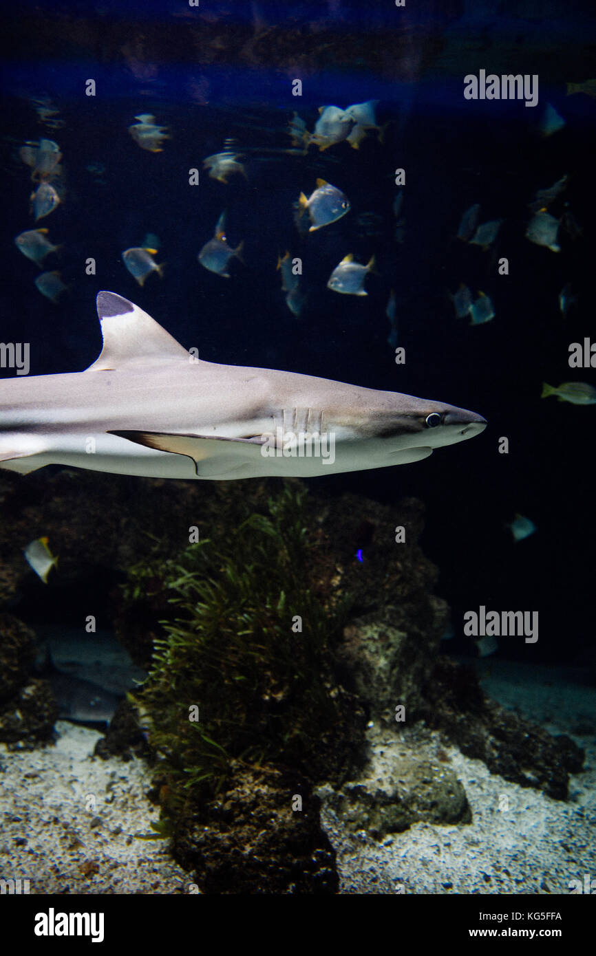 Under water animals hi-res stock photography and images - Alamy