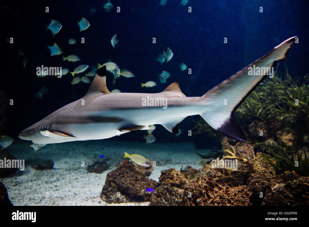 Selachii hi-res stock photography and images - Alamy