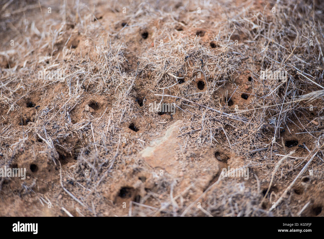 Detail of the holes in the dry soil of an anthill Stock Photo - Alamy